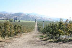 Harry & David Royal Riviera Pears