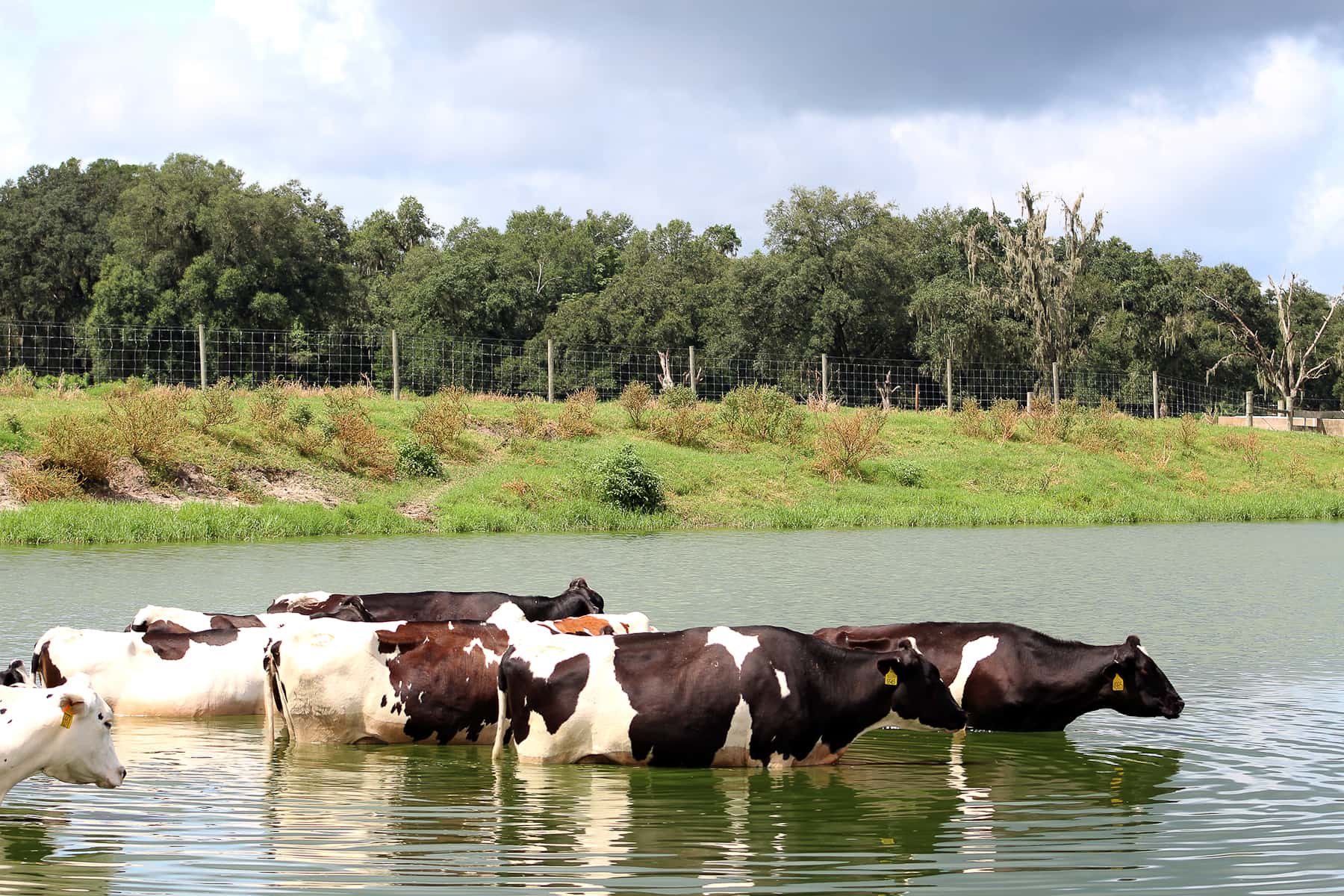 Layered Taco Dip + a tour of Milk-A-Way Dairy - Aggie's Kitchen