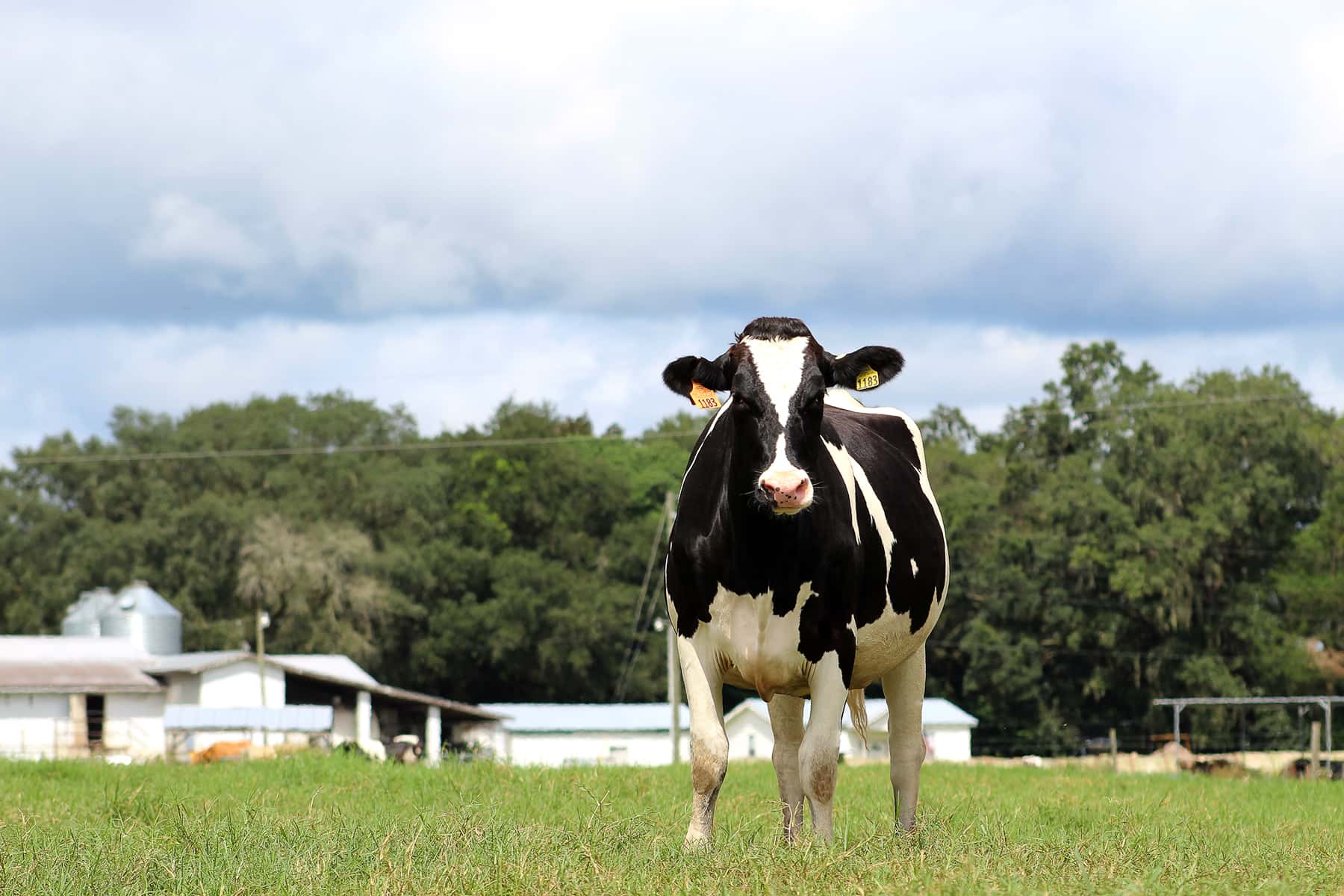 Layered Taco Dip + a tour of Milk-A-Way Dairy - Aggie's Kitchen